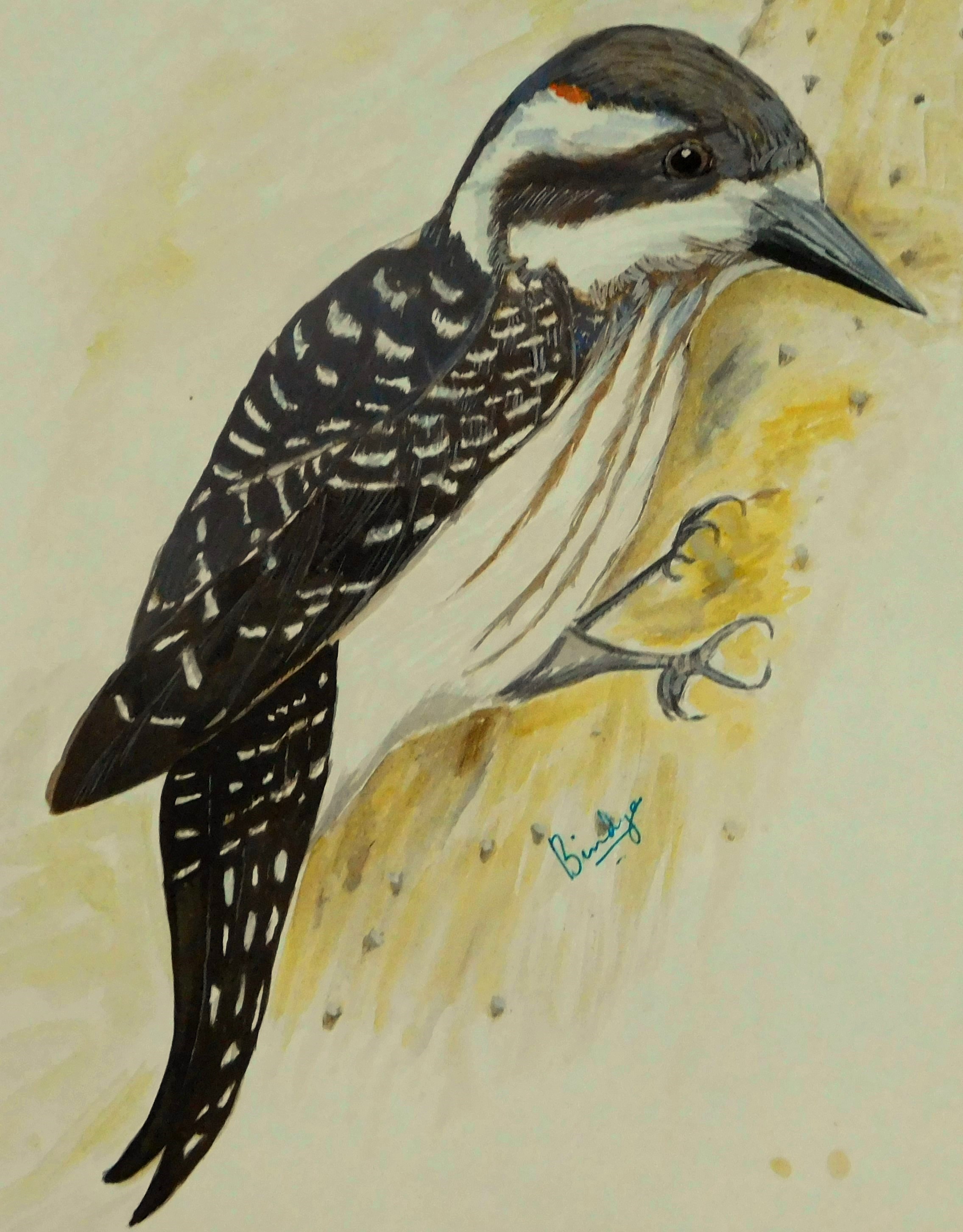 AVIAN HUES – for bird enthusiasists and nature lovers